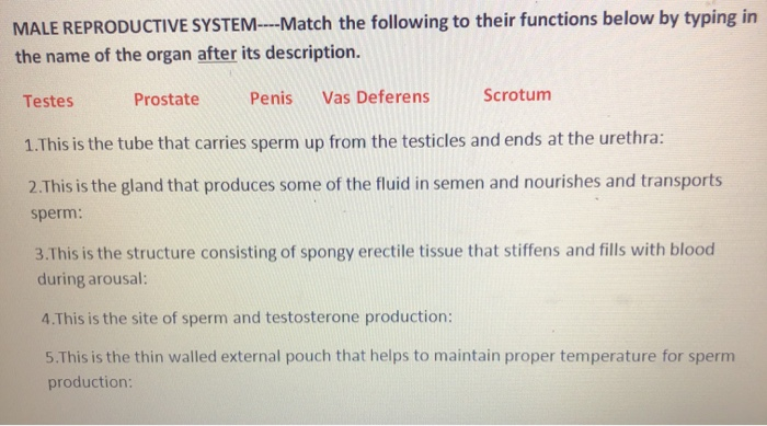 Solved MALE REPRODUCTIVE SYSTEM----Match the following to | Chegg.com
