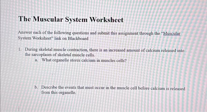 Solved The Muscular System Worksheet Answer each of the | Chegg.com