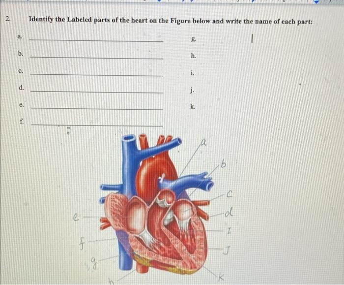 Solved 2. Identify the Labeled parts of the heart on the | Chegg.com