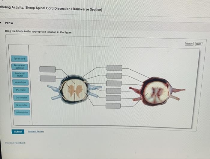 Solved abeling Activity: Sheep Spinal Cord Dissection | Chegg.com