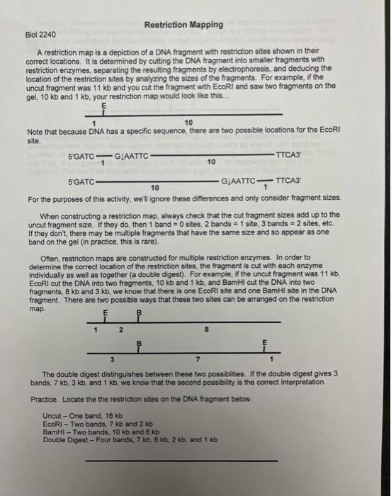 Solved Restriction Mapping Biol 2240 A restriction map is a | Chegg.com