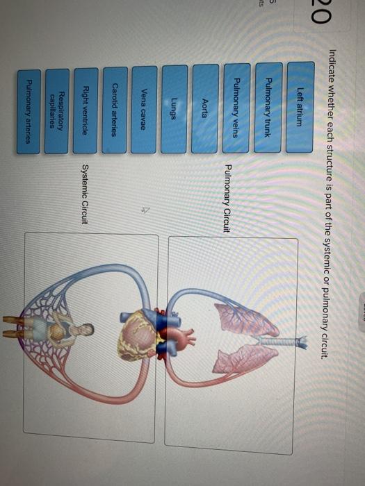Solved Indicate whether each structure is part of the | Chegg.com