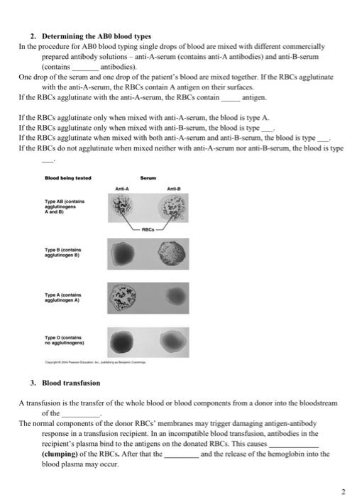 Solved 2. Determining the AB0 blood types In the procedure | Chegg.com