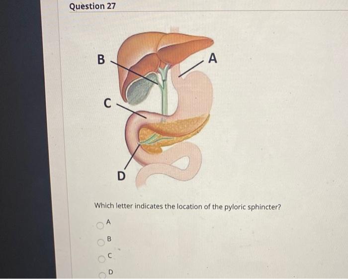 Solved Question 25 Pepsinogen is converted to pepsin in the | Chegg.com