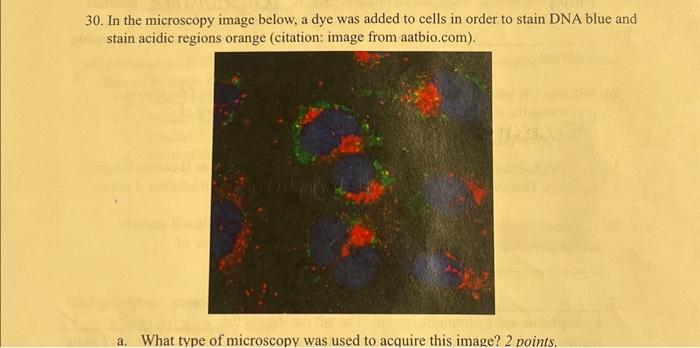 Solved 30. In the microscopy image below, a dye was added to | Chegg.com