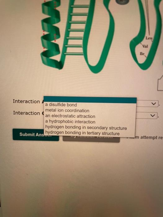 Solved Identify the forces that stabilize the protein | Chegg.com