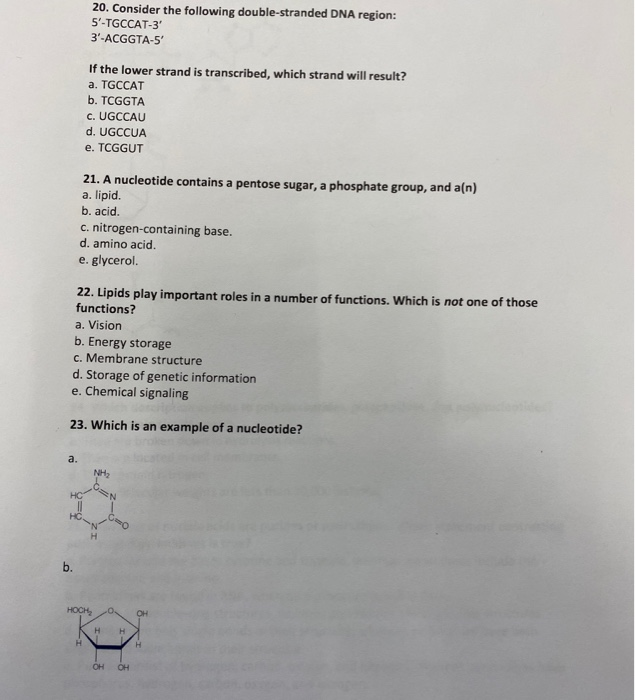Solved 20. Consider the following double-stranded DNA | Chegg.com