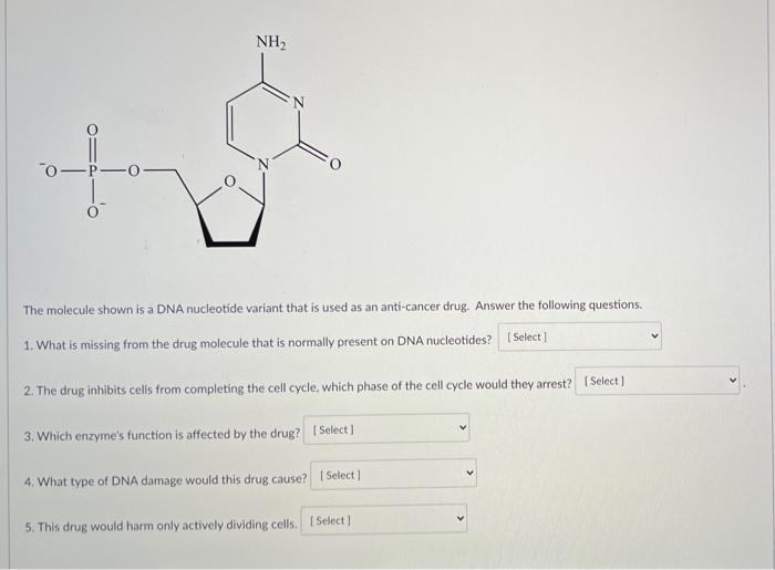 Solved NH2 To 1 The molecule shown is a DNA nucleotide | Chegg.com