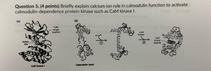 Question 5. (4 points) Briefly explain calcium ion | Chegg.com