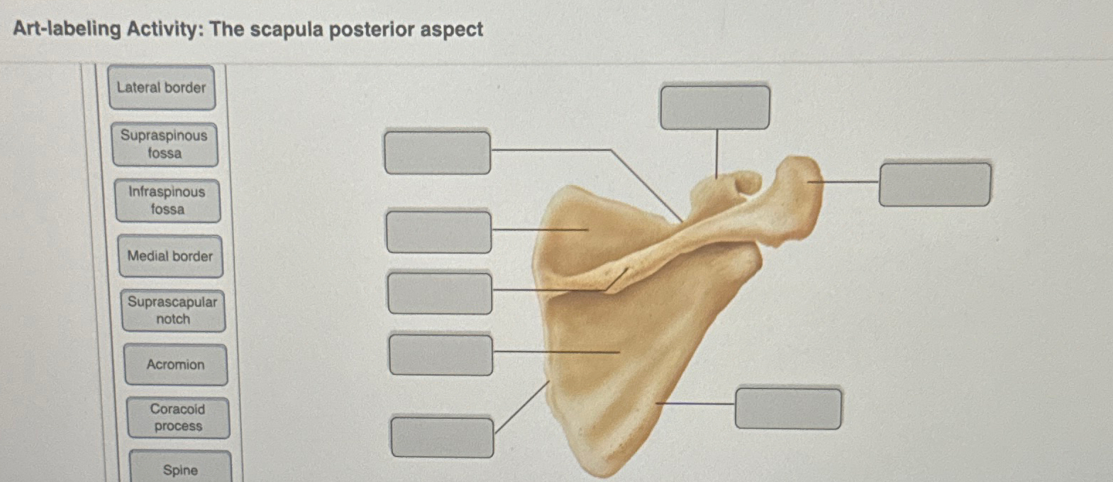 Solved Art-labeling Activity: The scapula posterior aspect | Chegg.com
