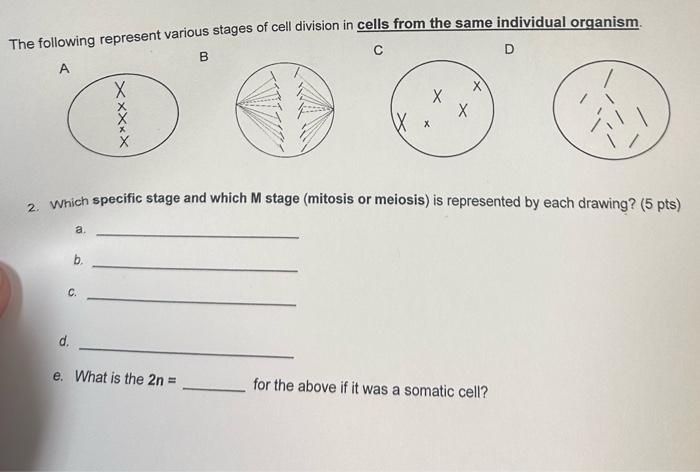 Solved The following represent various stages of cell | Chegg.com