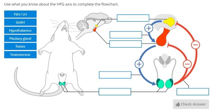 Solved Use what you know about the HPG axis to complete the | Chegg.com