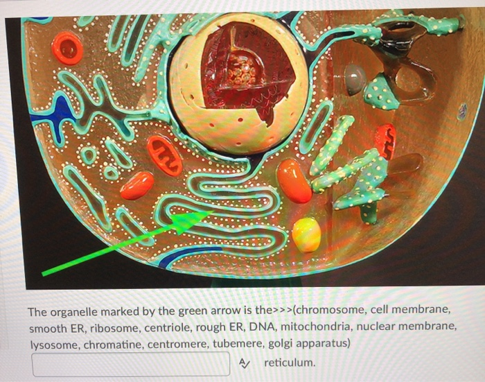 Solved The organelle marked by the green arrow is | Chegg.com