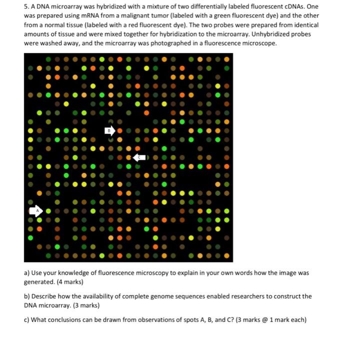 Solved 5. A DNA microarray was hybridized with a mixture of | Chegg.com