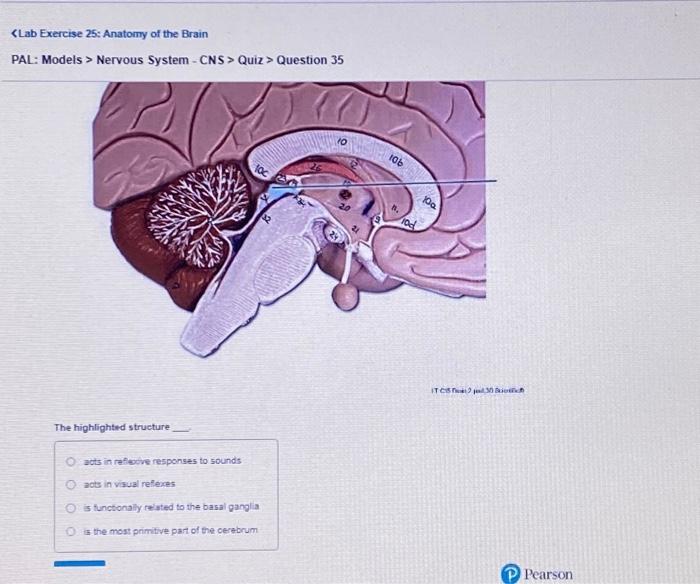 Solved Nervous System: CNS > Quiz > Question 19 Which | Chegg.com