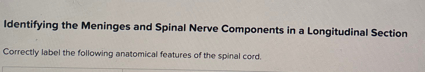 Solved Identifying the Meninges and Spinal Nerve Components | Chegg.com
