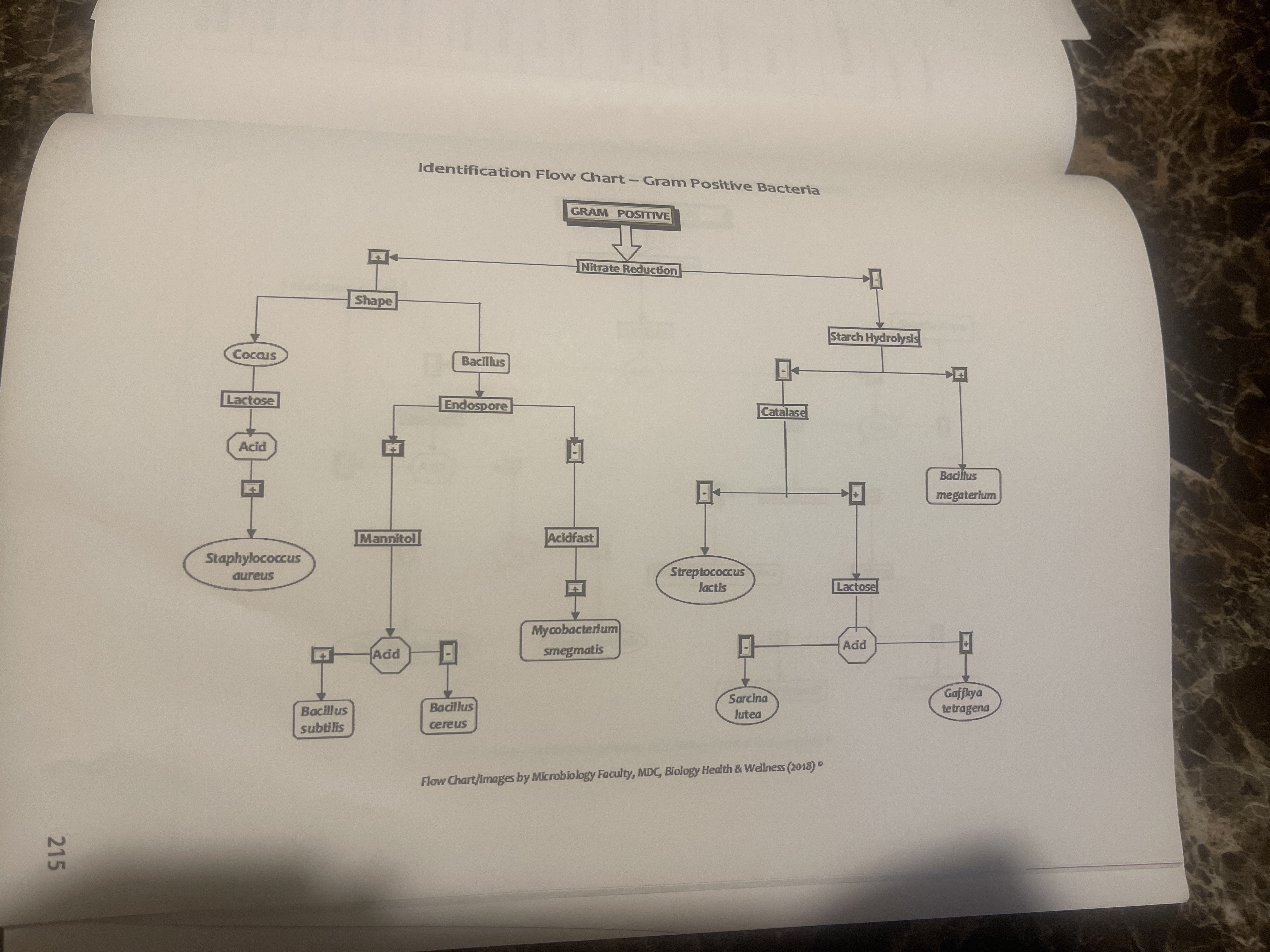 Solved Identification Flow Chart - ﻿Gram Positive Bacteria | Chegg.com