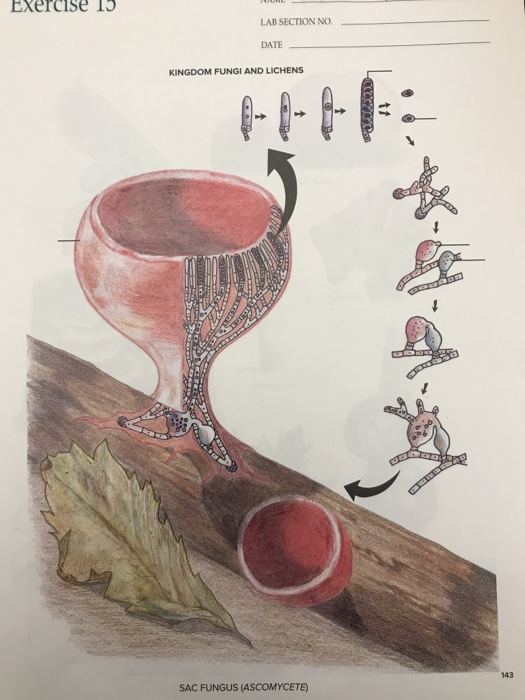 Solved Exercise 15 LAB SECTION NO. DATE KINGDOM FUNGI AND | Chegg.com