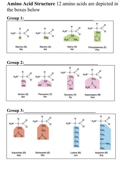 Solved Amino Acid Structure 12 amino acids are depicted in | Chegg.com