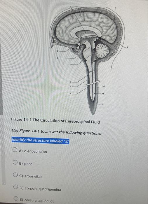 Solved Figure 14-1 The Circulation of Cerebrospinal Fluid | Chegg.com