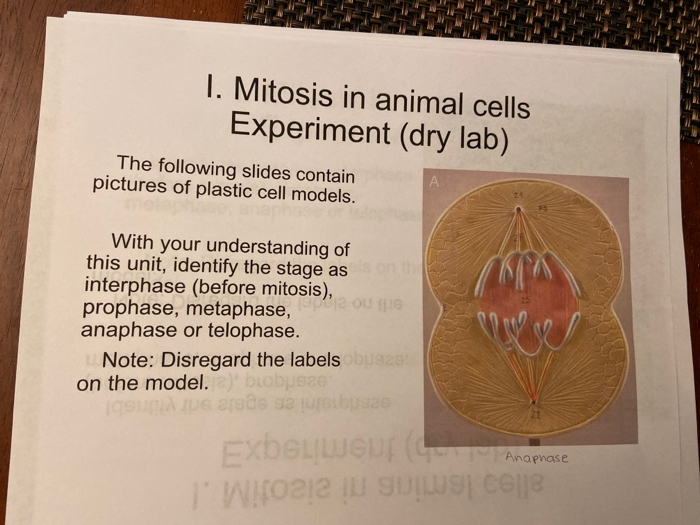 Solved I. Mitosis in animal cells Experiment (dry lab) | Chegg.com