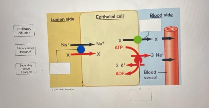 Solved Lumen side Epithelial cell Blood side Facilitated | Chegg.com