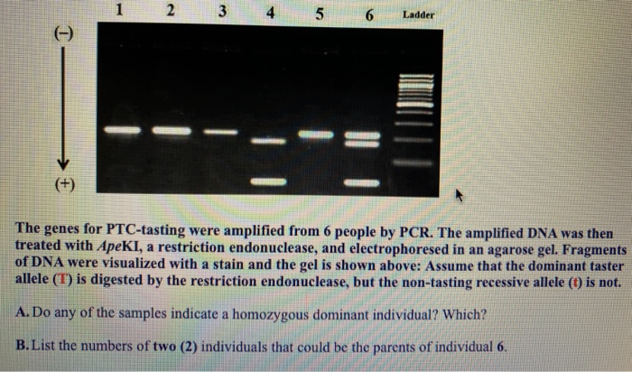 Solved 2 3 4 5 6 Ladder The genes for PTC-tasting were | Chegg.com