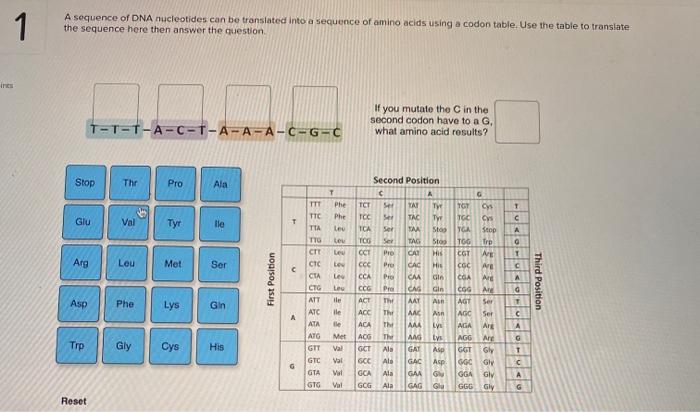 Solved 1 A sequence of DNA nucleotides can be translated | Chegg.com