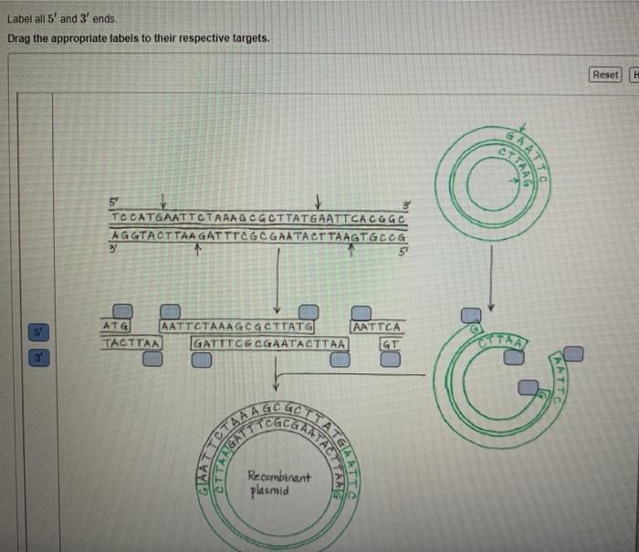 Solved Label all 5' and 3' ends. Drag the appropriate labels | Chegg.com