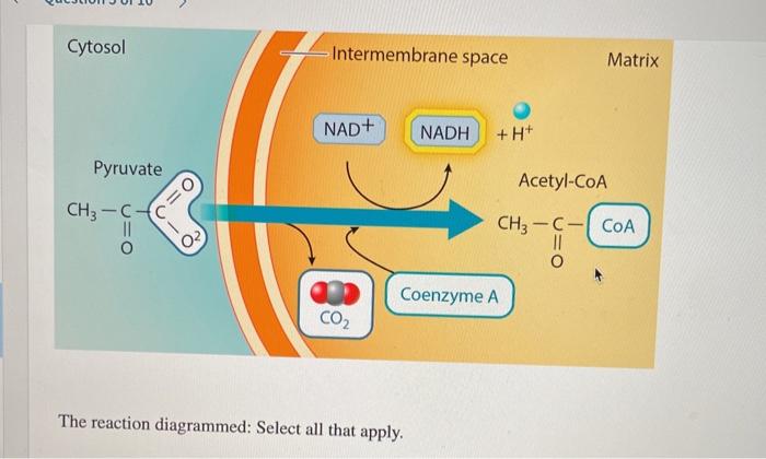 Solved Cytosol Intermembrane space Matrix NAD+ NADH +H+ | Chegg.com