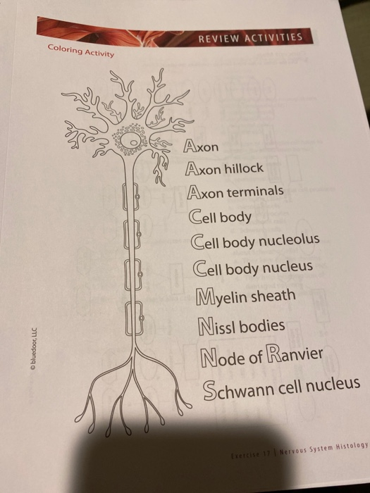 Solved REVIEW ACTIVITIES Coloring Activity es Axon Axon | Chegg.com