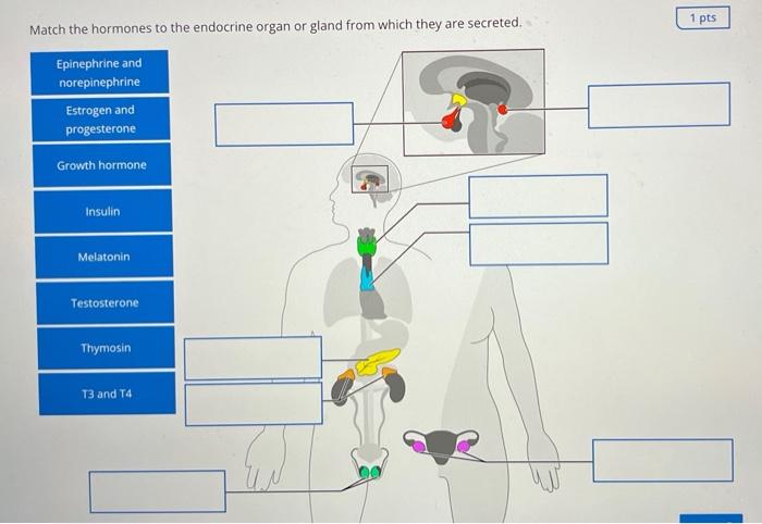 Solved match the hormones to the endocrine organ or gland | Chegg.com