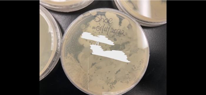Solved E. Coli 011/2012 Spread Plate Method with E. Coli | Chegg.com