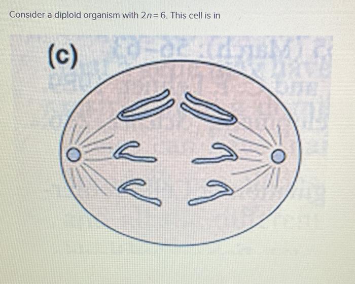 Solved Consider a diploid organism with 2n=6. This cell is | Chegg.com