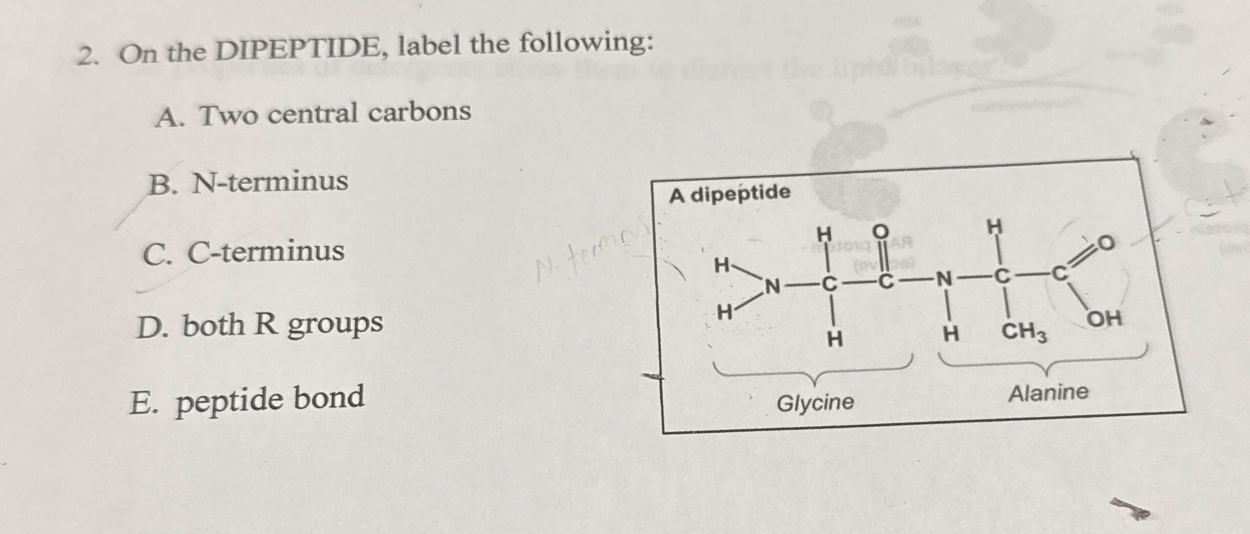Solved On the DIPEPTIDE, label the following:A. ﻿Two central | Chegg.com