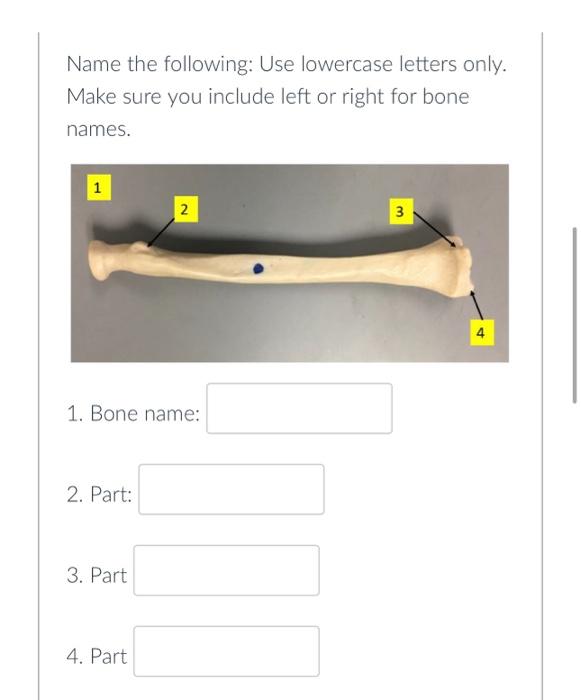 Solved Name the following: Use lowercase letters | Chegg.com