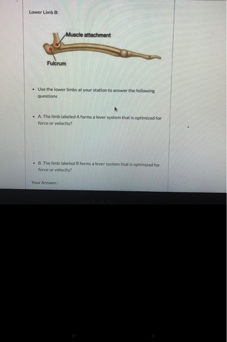Solved Lower Limb A: Muscle attachment Fulcrum Lower Limb B: | Chegg.com