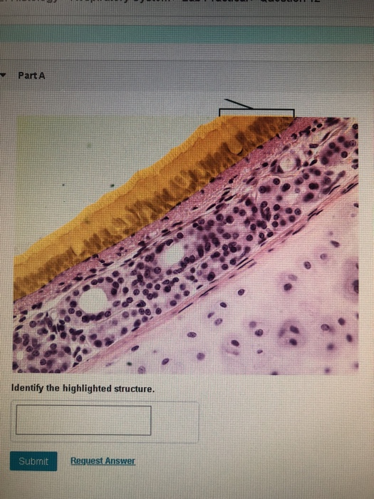 Solved Part A Identify the highlighted structure. Submit | Chegg.com