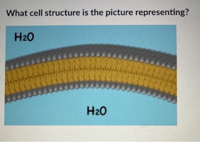 Solved What cell structure is the picture representing? H20 | Chegg.com