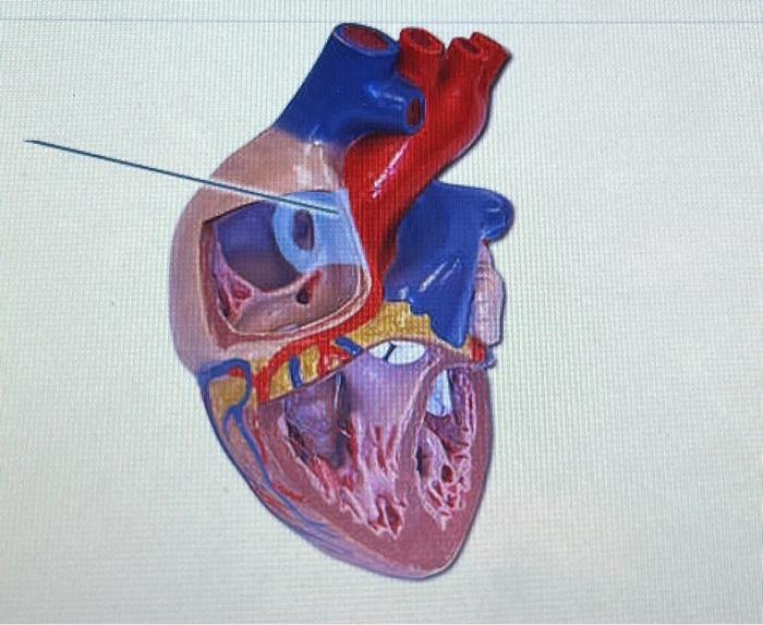 Solved identify the highlighted structure. | Chegg.com