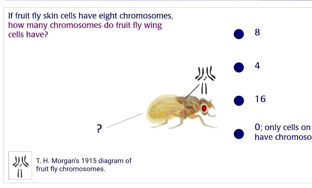 Solved If fruit fly skin cells have eight chromosomes, how | Chegg.com