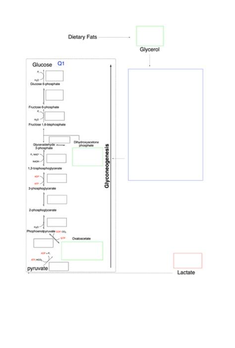 Solved Lab 4: Pathway Building-Glycolysis Theory based lab | Chegg.com