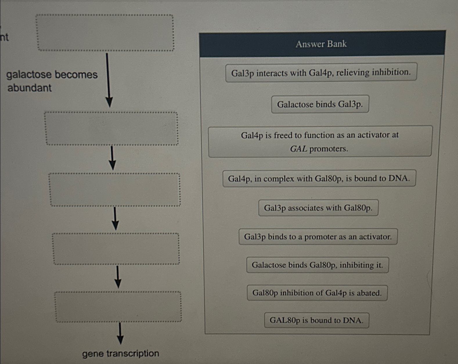 Solved Answer Bankgalactose becomesabundantGalactose binds | Chegg.com