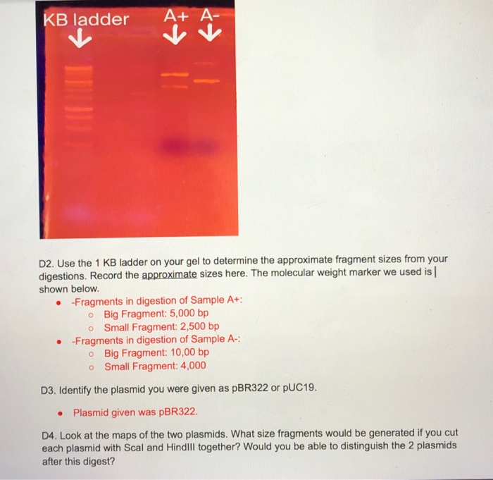 Solved KB ladder mit Ñ D2. Use the 1 KB ladder on your gel | Chegg.com