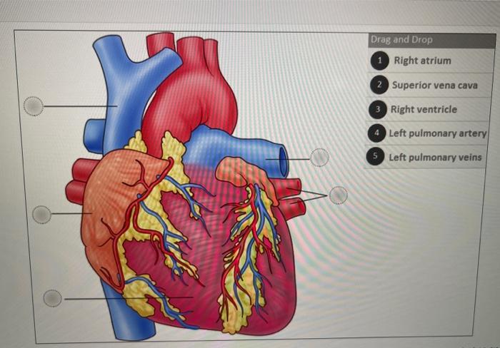 Solved Drag and Drop 1 Right atrium 2 Superior vena cava 3 | Chegg.com