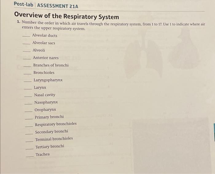 Solved Post-lab ASSESSMENT 21A Overview of the Respiratory | Chegg.com