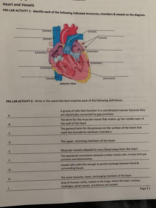 Solved Heart and Vessels PRE-LAB ACTIVITY 1: Identify each | Chegg.com