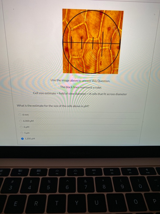 Solved Use the image above to answer this Question. The | Chegg.com