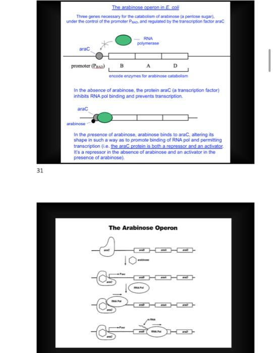 The arabinose operon in Ecoli Three genes necessary | Chegg.com
