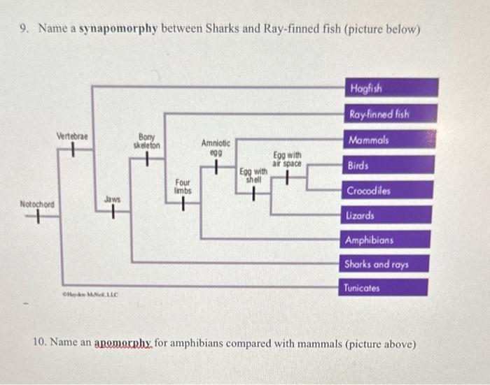Solved 9. Name a synapomorphy between Sharks and Ray-finned | Chegg.com